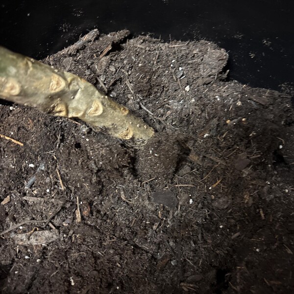 Mexican Feather Grass - Delicate, Wispy Ornamental Grass - 8 Inch ...