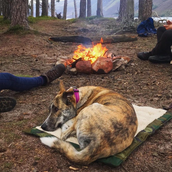 Roll-up Dog Bed, Travel Bed, Outdoor Dog Bed, Dog Sleeping Mat ...