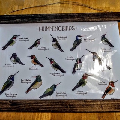 Hummingbirds of North America Birds Field Guide Art Print / Watercolor ...