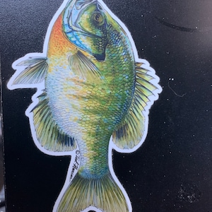 Bluegill Vinyl Decal - Etsy