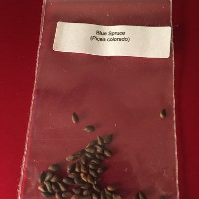 50 Blue Spruce Seeds, Colorado Christmas Trees picea Pungens Glauca - Etsy