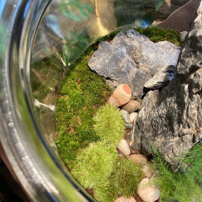 Live Wooly Boulder Forked Moss dicranum Fulvum for Terrarium, Garden ...