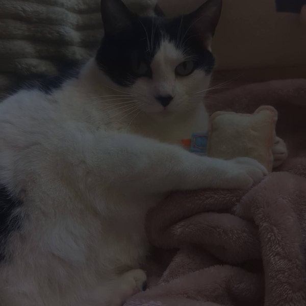 Berry Pie Catnip Filled Cat Toys - Etsy