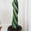 Cereus Peruvinaus Spiralis Cactus Cutting Appx 13 Inches FAST Shipping Twister Cactus Tornado ...