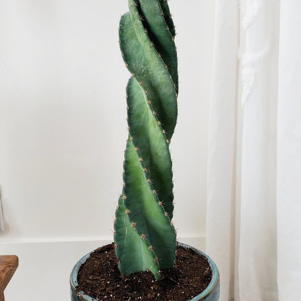 Cereus Peruvianus Spiralis Cactus Cuttings Free Shipping Tornado Cactus SPECIAL - Etsy