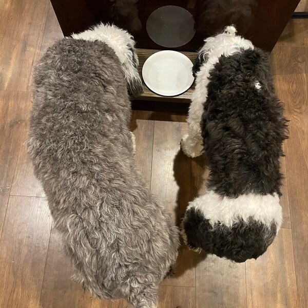 Dog Bowl, Dog Bowl Stand, Raised Dog Bowl Feeder, Elevated Feeder, Farm ...