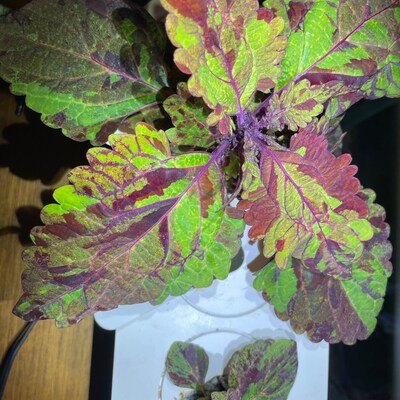 Coleus Beale Street cutting Live Plant Vibrant Ornamental - Etsy