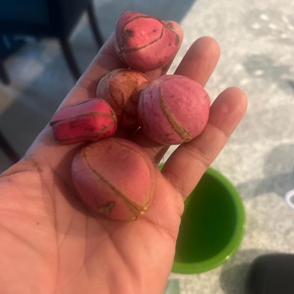 IFA Divination Book in English - Etsy