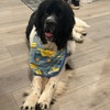 Christmas Santa Bib Giant Big Dog Drool Bib Dog Bib Newfoundland Newfie ...