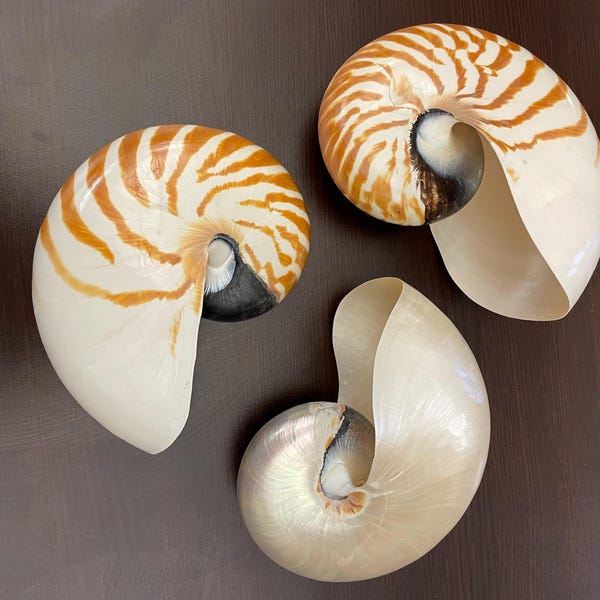 CARDIUM PESODOLIMA Sea Shell Trinket Box - Etsy