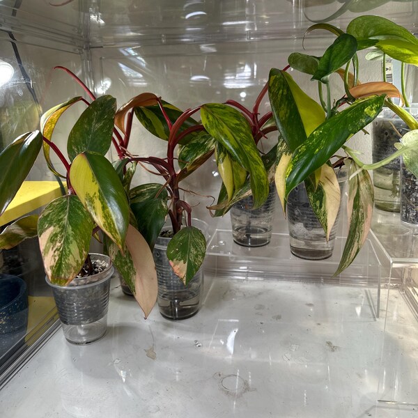 Monstera Deliciosa "thai Constellation" Variegated SM-MD 2-3 Leaf ...