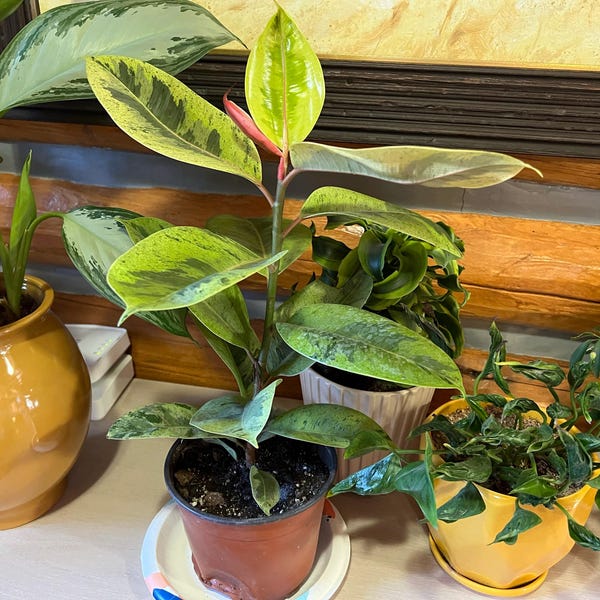 The 6 Inch Pot - Raspberry Beret, Begonia Rex, Painted-leaf Winter ...