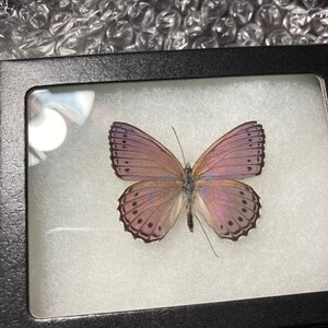 Rare Neon Blue Morpho Butterfly Morpho Absoloni Mounted and - Etsy