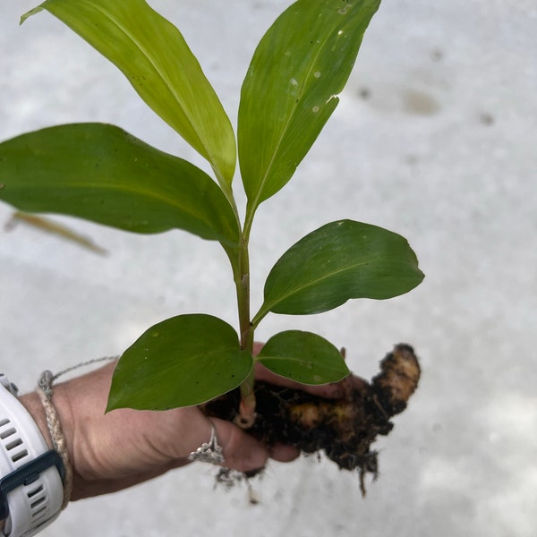 2 Bare Root Shampoo Ginger Awapuhi Plants - Etsy