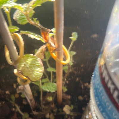 Schoenoplectus Pungens Common Threesquare Bareroot Live Plant Wetland ...