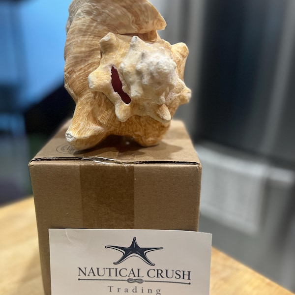 Conch Sea Shell | Garden Quality 6"-8" Conch Shell | Imperfect Conch ...