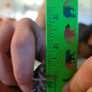 Dwarf Fighter Paladin Dungeons and Dragons 28mm,32mm,75mm Scales ...