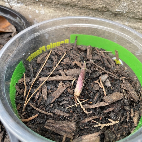 6 Red Spruce Tree Seedlings From Maine - Etsy