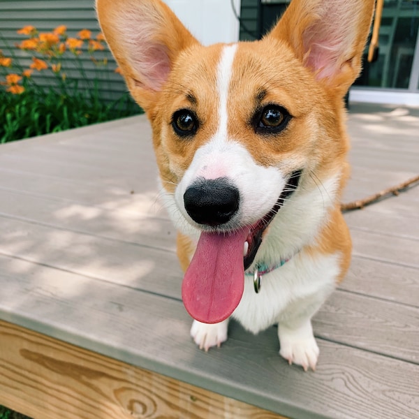 Art Print of Corgi With Jesus, Corgi Dog Art Gift, Corgi Art Print - Etsy