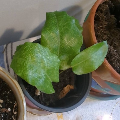 Philodendron Punctata Starter Plant ALL STARTER PLANTS - Etsy
