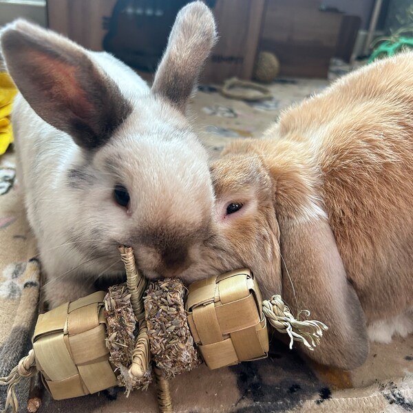 Sweet Dried Oranges for Bunnies Dried Fruit Natural Hay Topper Treats ...