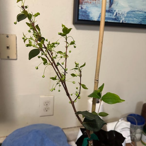 Tall Grafted 'giant Fuyu' Persimmon Tree - Fast Fruit Bearing - Rare ...