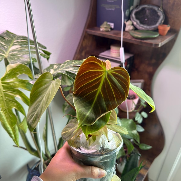 Begonia Tiger Paws 4" Terrarium Plant Eyelash Rhizomatous - Etsy