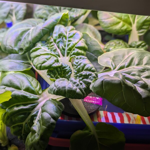 3000+ 1/4-OZ Extra Dwarf Canton Pak Choi Seeds; 2” 特矮腳白菜苗 奶白菜；bok Choy ...