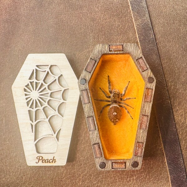 Deluxe Isopod Starter Kit Isopod Terrarium Kit for Isopods With Isopod ...