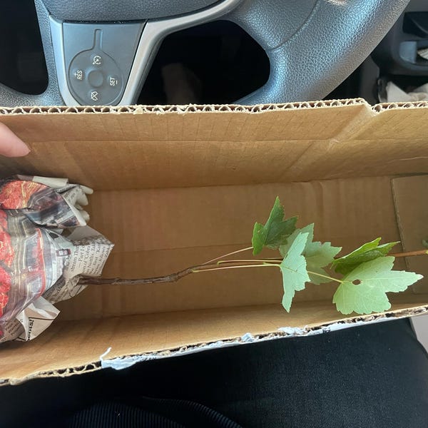 Chinese Elm Quart Container - Etsy