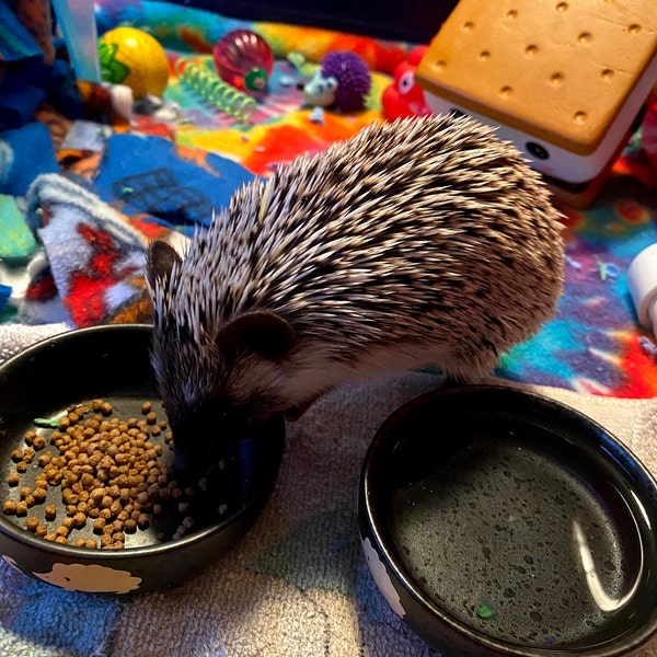 Ceramic Hedgehog Food and Water Bowls. Noms and Slurp Bowls. - Etsy Canada