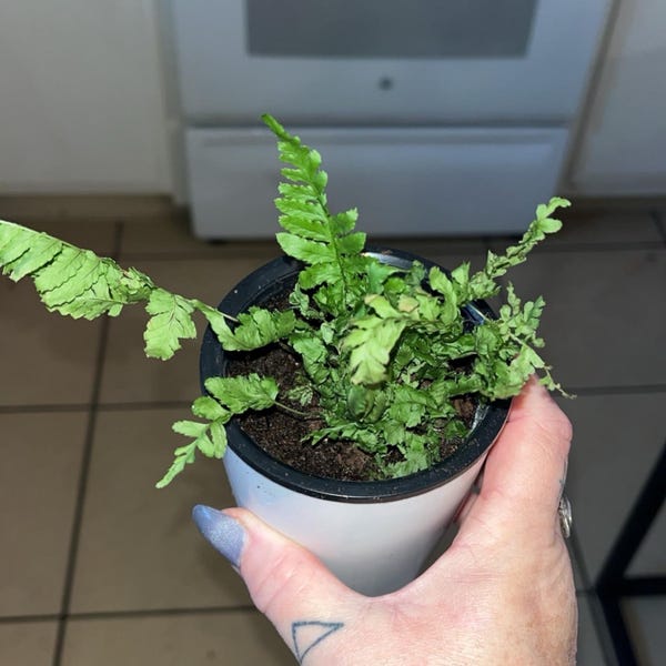 Chester Fern Starter Plant ALL STARTER PLANTS Require You to Purchase 2 ...