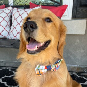 Rainbow Paw 2 Inch 1 Inch Dog Collar Big Dog Collar - Etsy