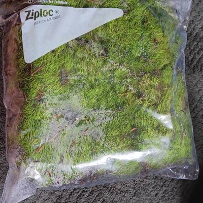 Mood Moss, 1 Gallon Bag, Live Moss, Great for Terrariums & Weddings ...
