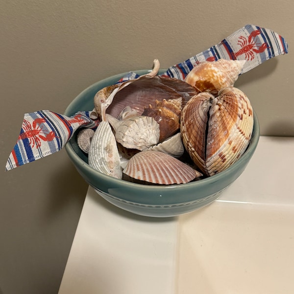 1 1/2 Pounds of Hand Picked Florida Gulf Coast Shells and More ...