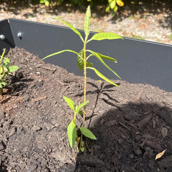 Fakahatchee Grass | LIVE PLANT | Eastern Gamagrass | Accent | Border ...