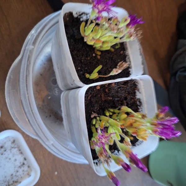 Beautiful Succulent: Dicrocaulon Ramulosum (l.bolus) Ihlenf Purple ...