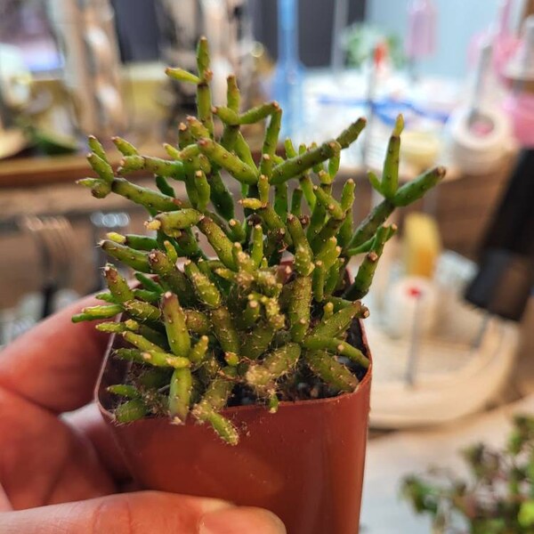 Dancing Bones Cactus | 2 Inch | Rhipsalis Salicornioides | Live ...