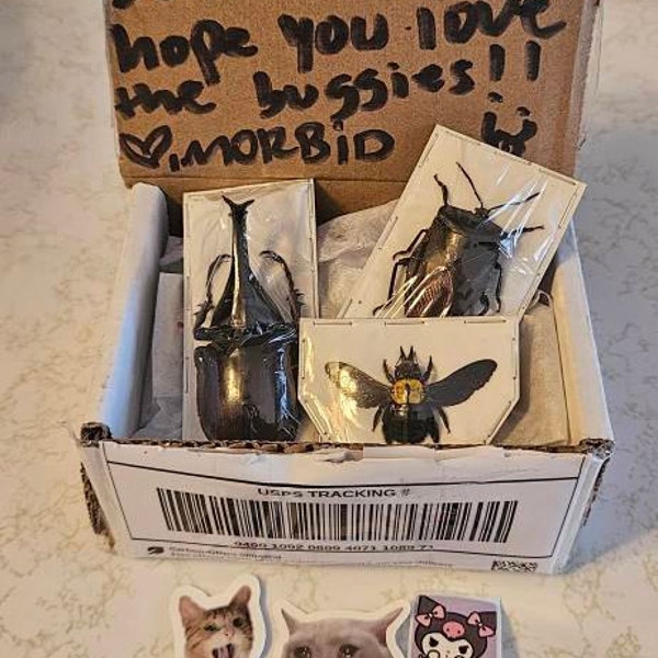 Assorted Bugs Insects Specimen Wholesale Mix Lot Bulk - Etsy