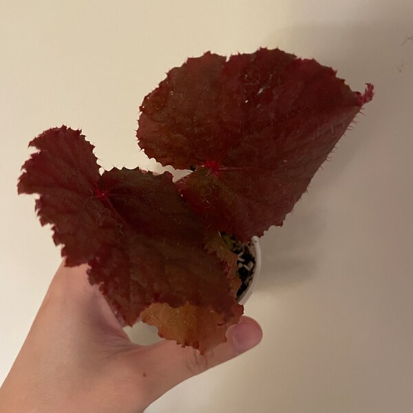 Begonia U485, Highly Iridescent, Believed to Be a Hybrid. 2 Inch Potted ...