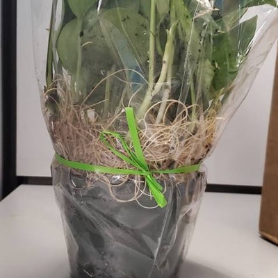 LIVE 6 Pot Ivy Plant, Hedera Helix, Plant Gift for Home, Dad Christmas ...