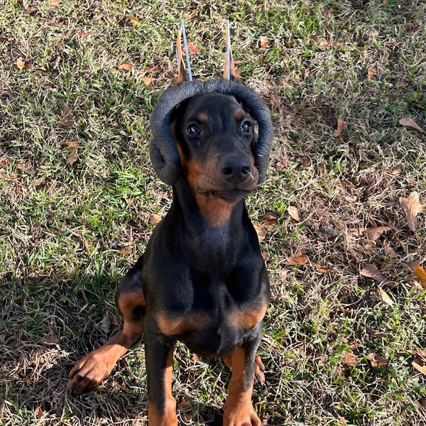 Doberman Ear Posting Brace - Etsy