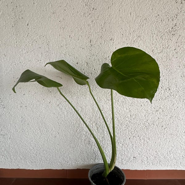 Monstera Big Form (Original Deliziosa Giant) – Version original de hoja ...