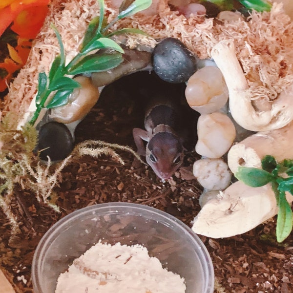 XL Large Reptile Hide/cave - Etsy