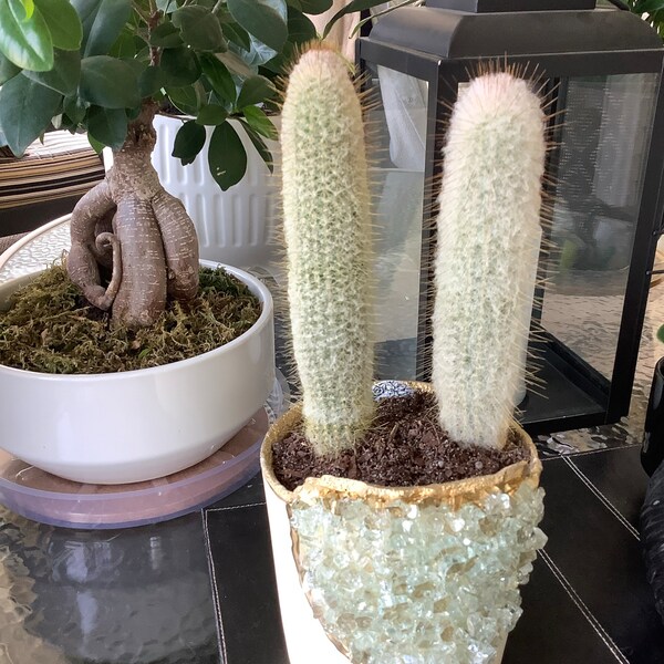 6 Inch Geode Pot - Concrete Pot - Hand Painted Pot - Stone Pot ...