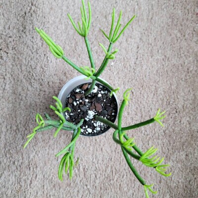 Aloe white Fox Succulent Low Maintenance Plant - Etsy