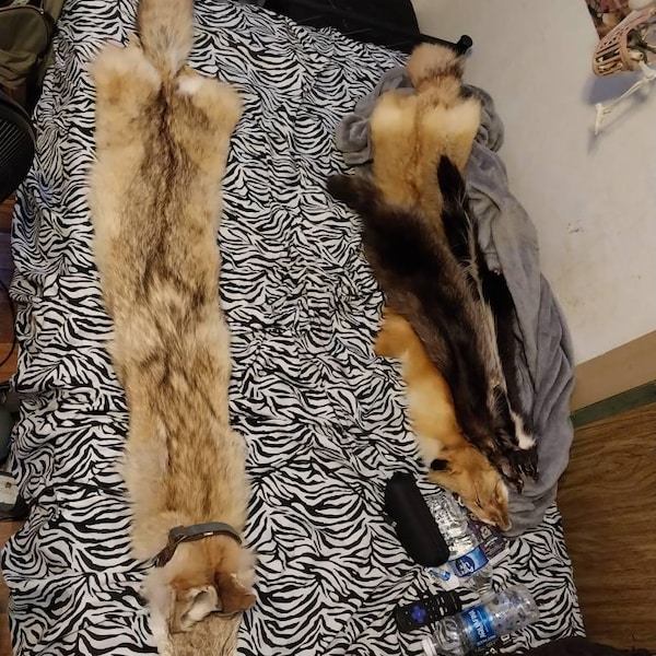 Tanned Wild Mink Soft Tanned Hides Females - Etsy