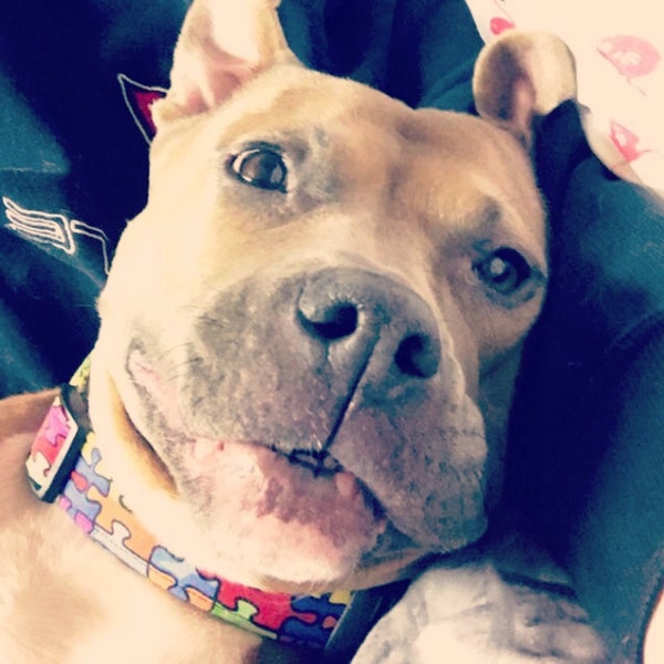 Autism Awareness Dog Collar - Etsy