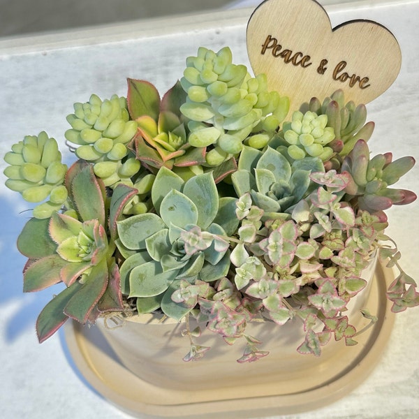 Life Would SUCC Without You Plant Stick: Custom Wooden Favor Tag - Etsy