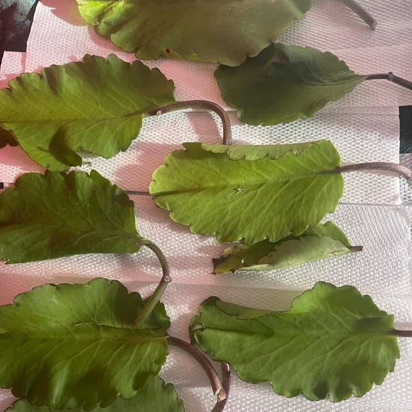 Leaf of Life LEAVES Organic Jamaica Miracle Leaf | Bryophyllum Pinnatum ...